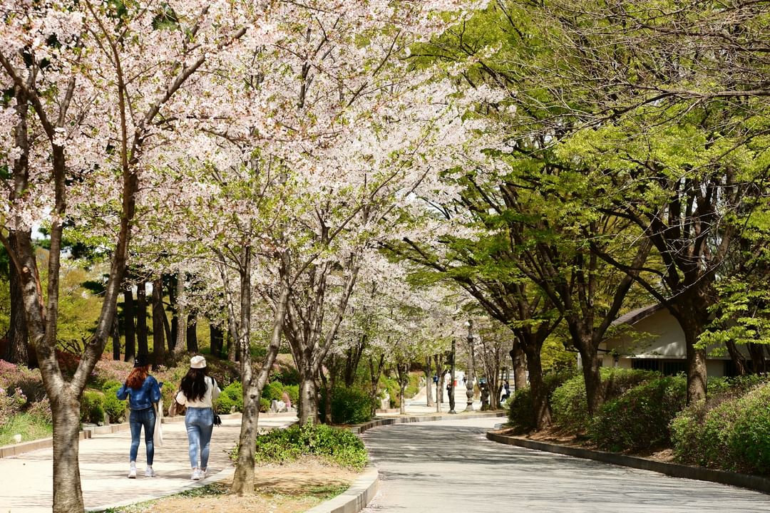 Your Complete Guide to Spring Intake in USA | Amber